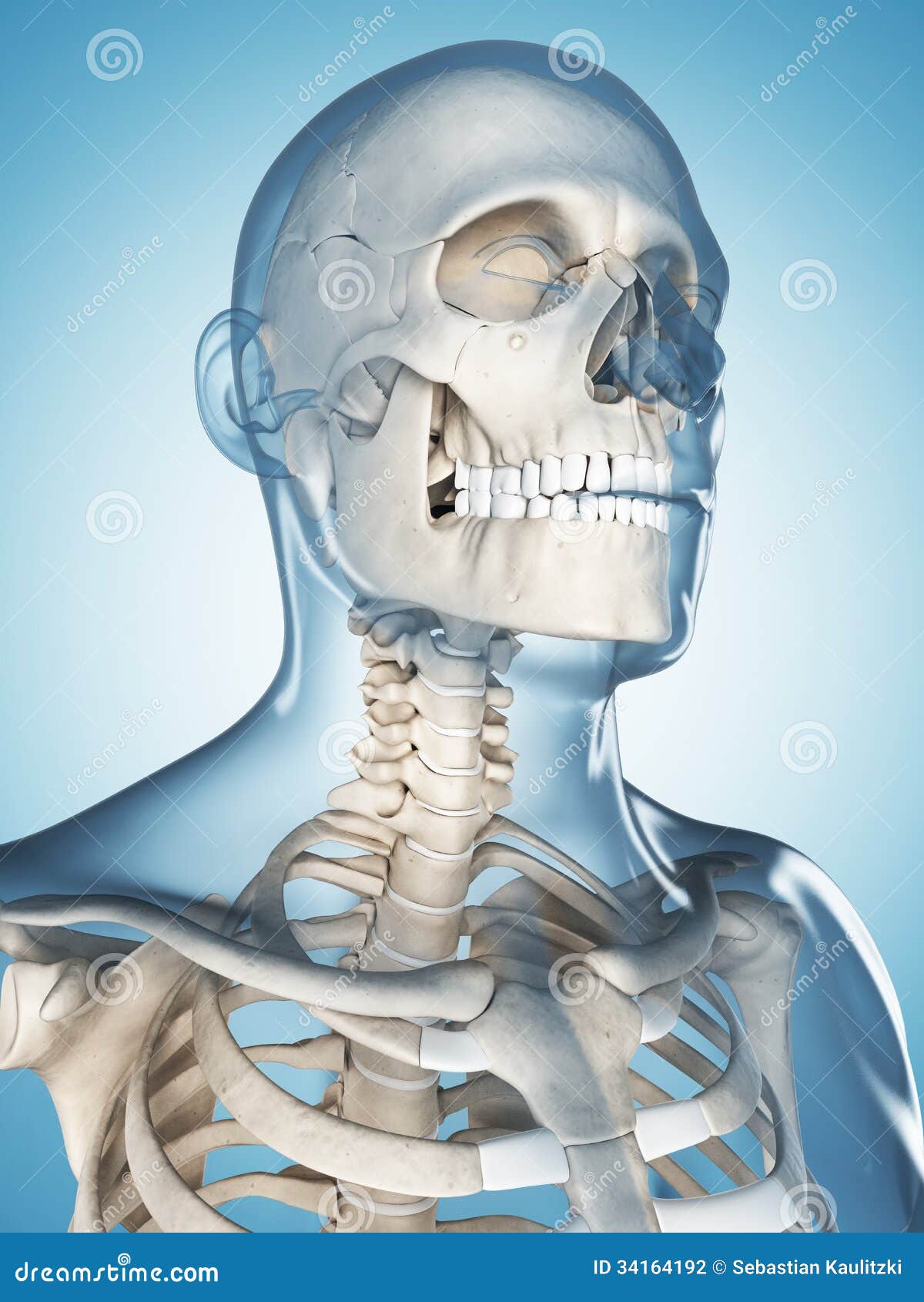 Lo scheletro maschio illustrazione di stock. Illustrazione di biologia ...