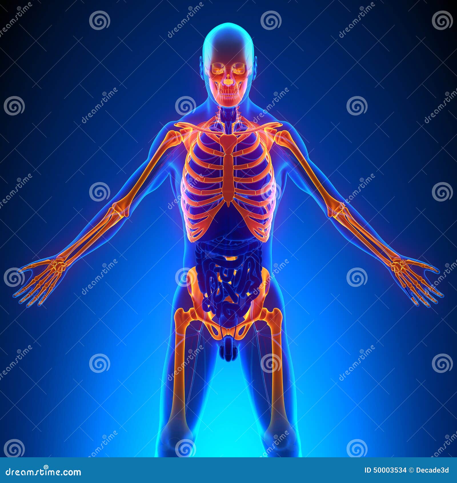 Lo Scheletro Superiore Disossa L'anatomia Illustrazione di Stock ...