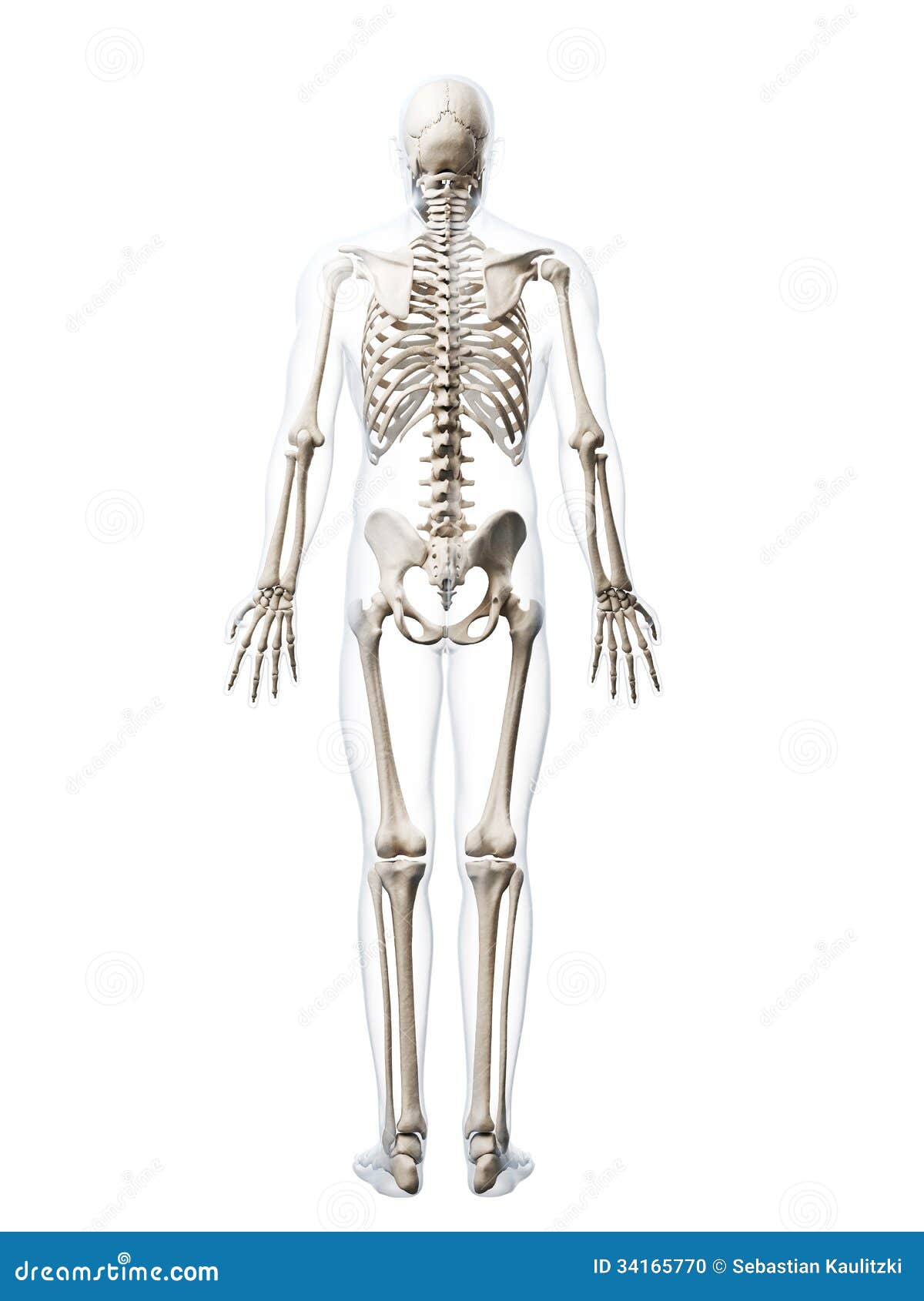 Lo scheletro umano illustrazione di stock. Illustrazione di anatomia ...