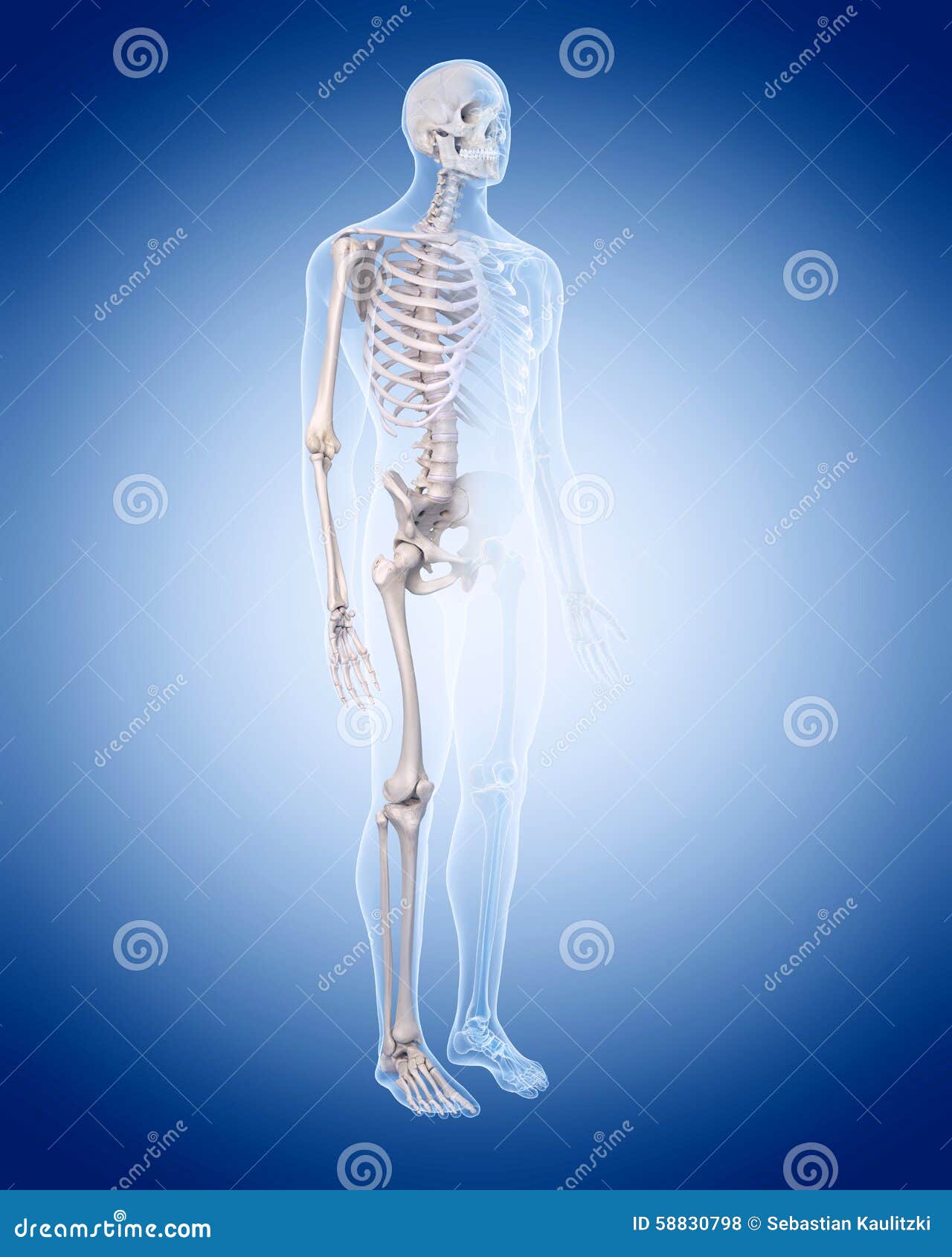 Lo scheletro umano illustrazione di stock. Illustrazione di uomo - 58830798