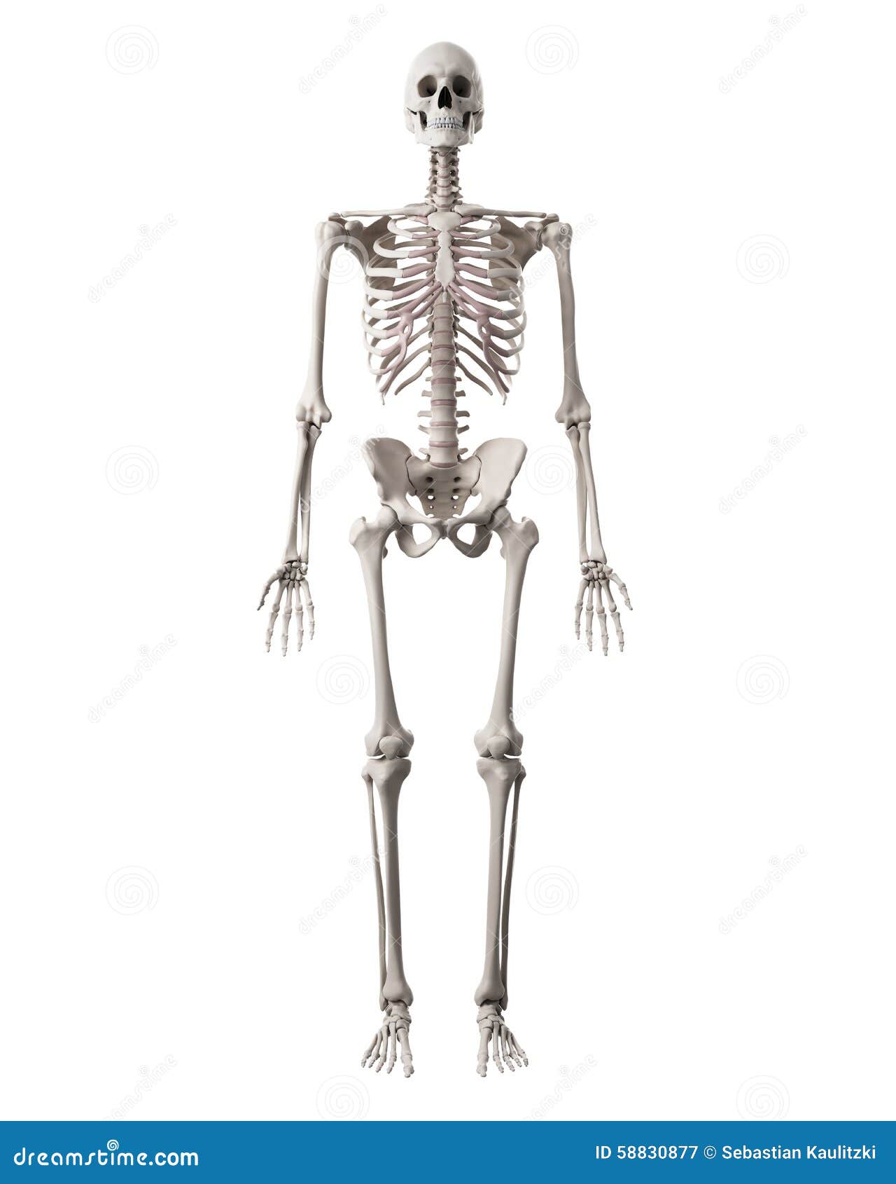 Lo scheletro umano illustrazione di stock. Illustrazione di salute ...
