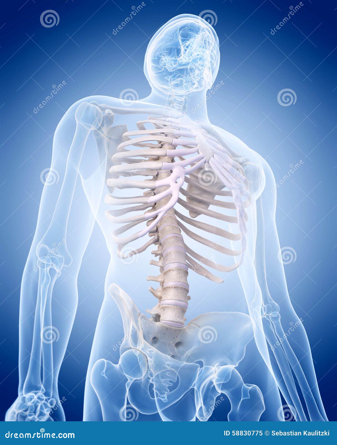 Lo Scheletro Umano - Il Torace Illustrazione di Stock - Illustrazione ...