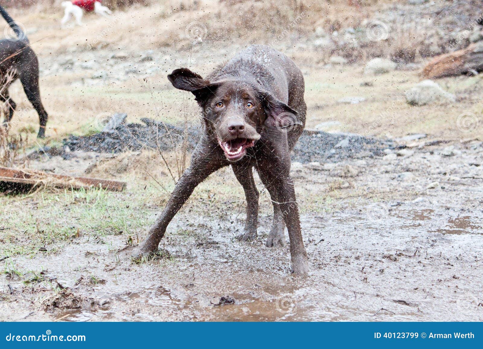 Lo scuotere immagine stock. Immagine di staccare, fango - 40123799