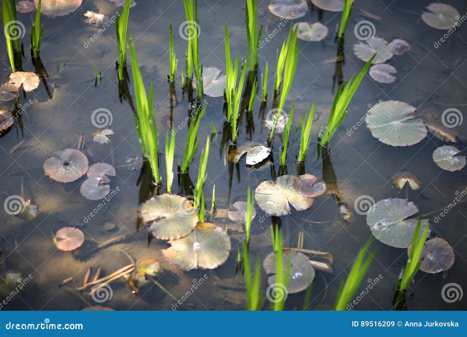 Lo stagno immagine stock. Immagine di fiore, piante, fogli - 89516209