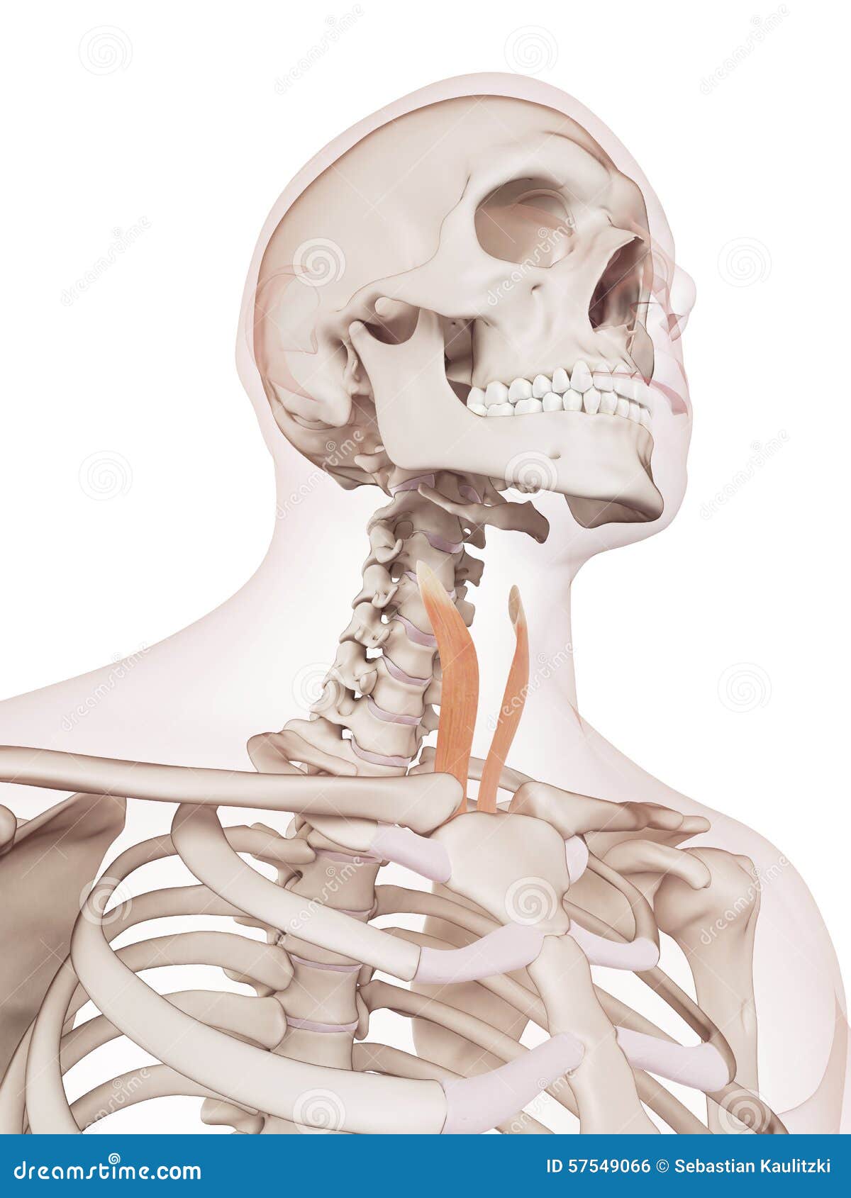 Lo sternothyroid illustrazione di stock. Illustrazione di medicamente ...