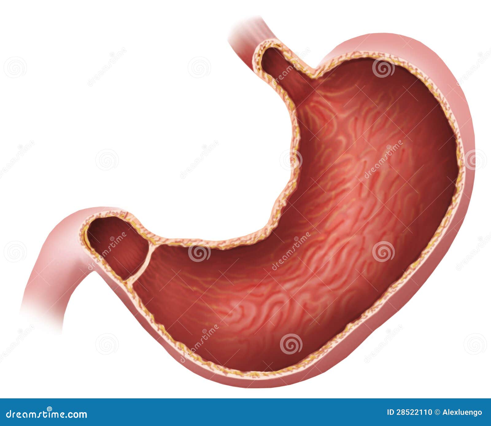 Lo stomaco illustrazione di stock. Illustrazione di dissolvasi - 28522110