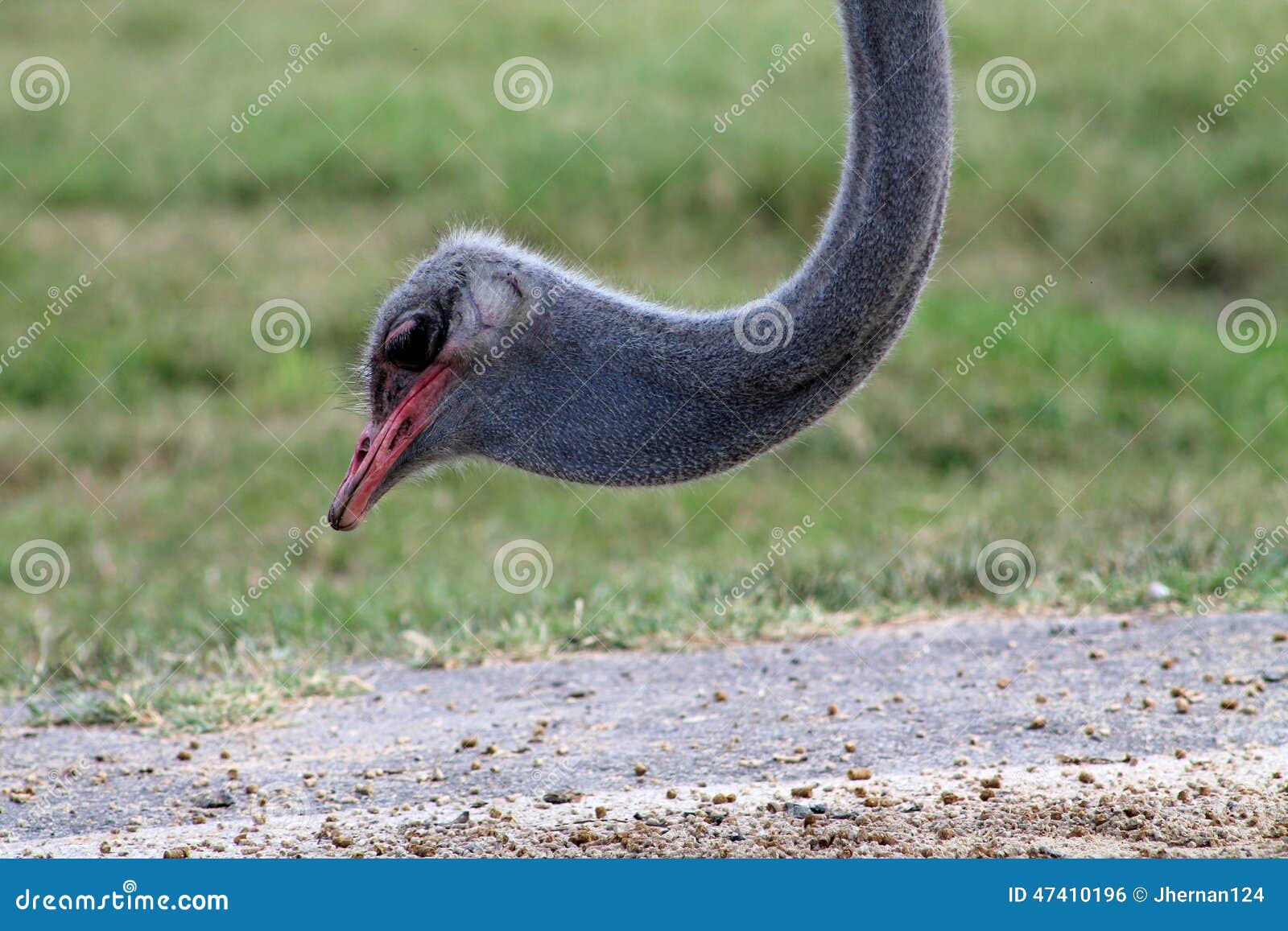 Lo Struzzo Dello Struzzo Head Fotografia Stock - Immagine di ...