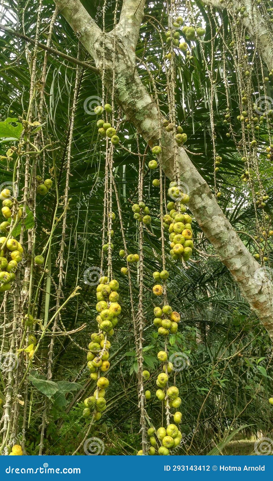 Loa Tree in Plantation Forest Stock Photo - Image of food, woodland ...