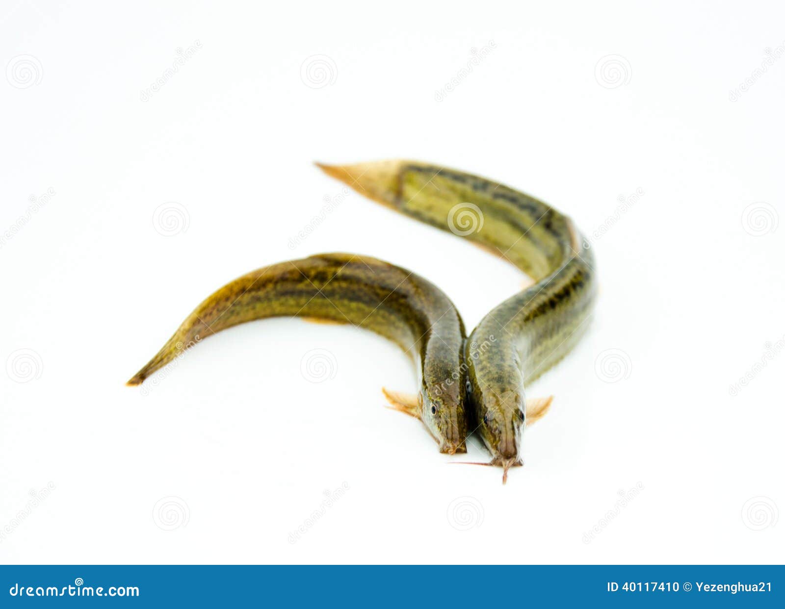 Loach stock photo. Image of food, yellow, wildlife, asia - 40117410