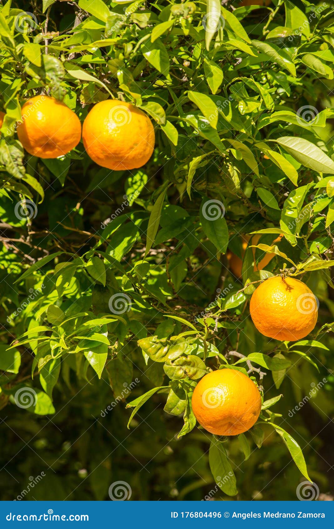 Loaded orange tree stock photo. Image of ripe, sunshine - 176804496