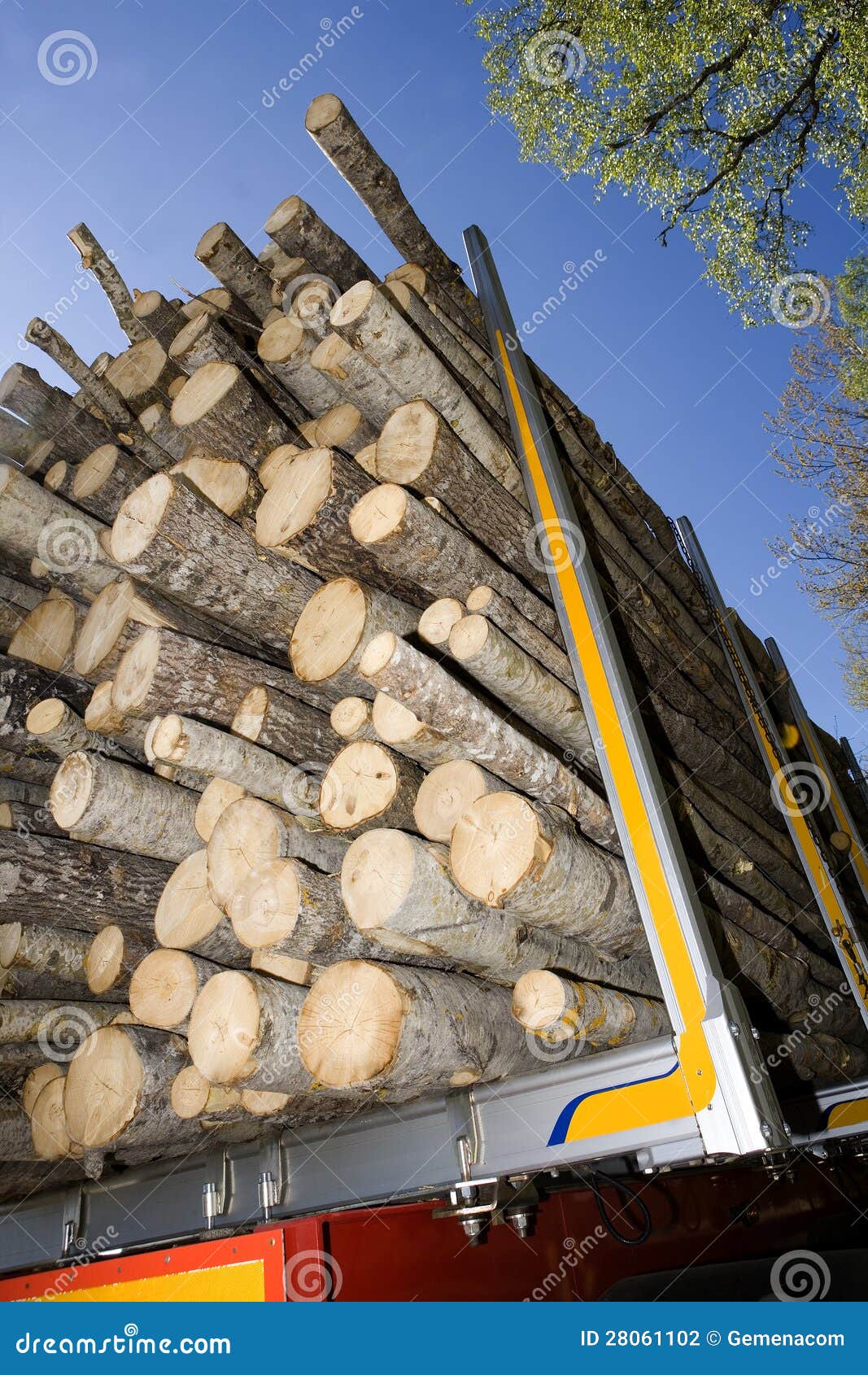 Loaded Timber Trucks Transport Timber Logs With An Overload On The ...