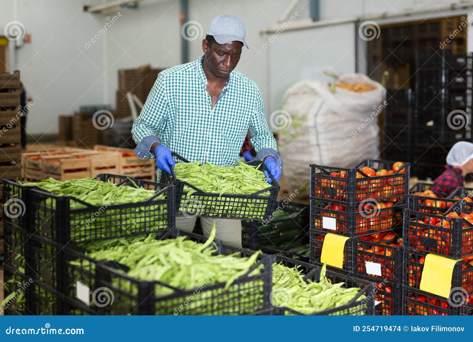Loader Dragging Boxes of Beans in Vegetable Processing Factory Stock ...