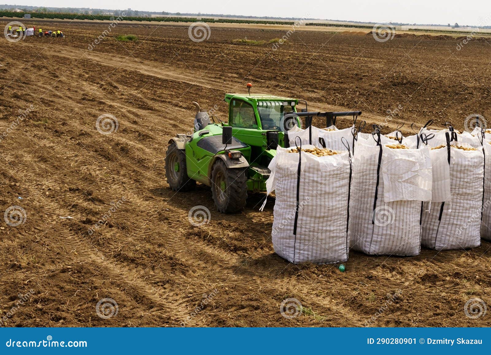 The Loader Transports Fresh Potatoes Harvested To the Field Stock Image ...