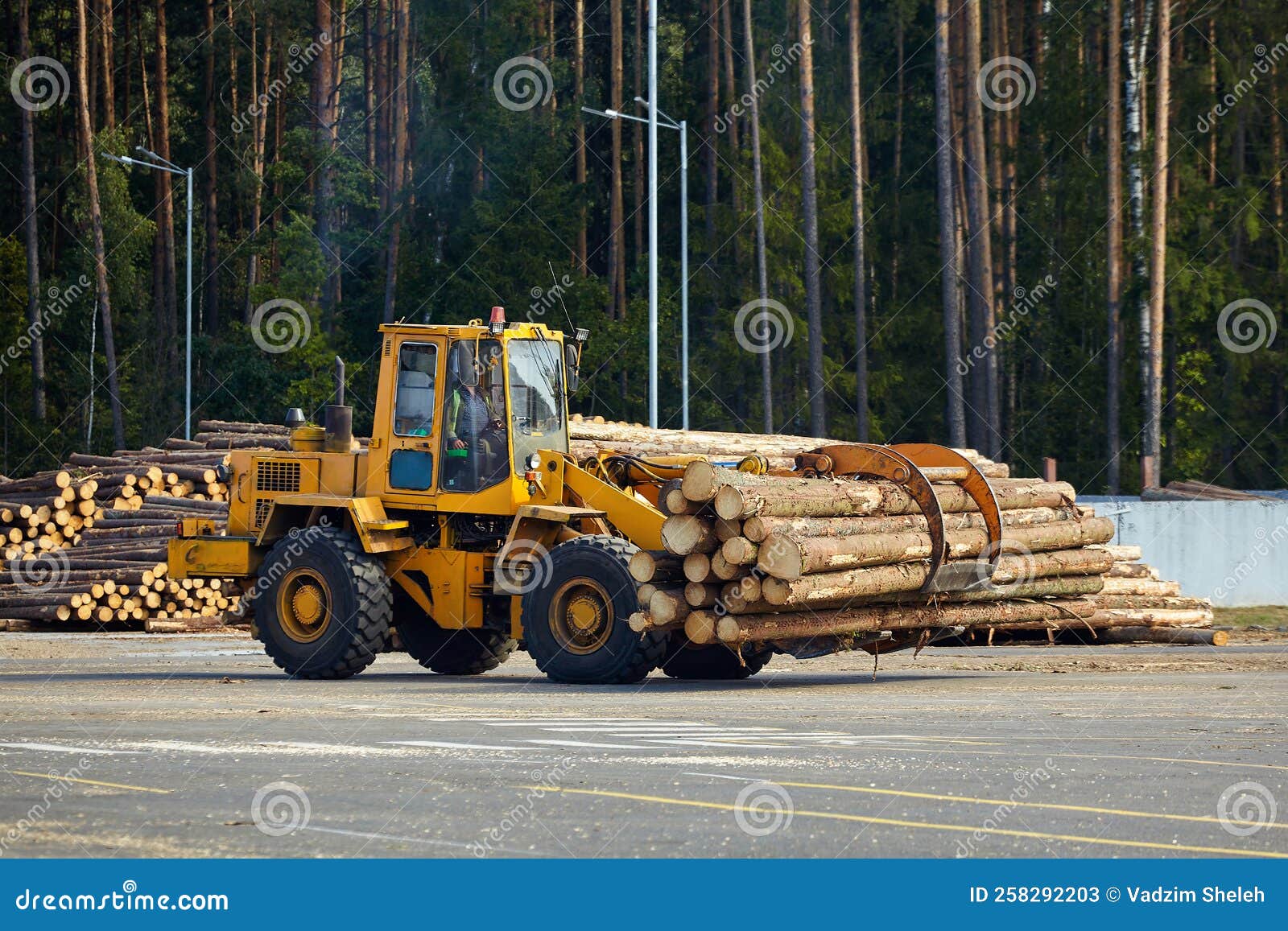 The Loader Transports Large Sawn Logs for Further Processing Stock ...