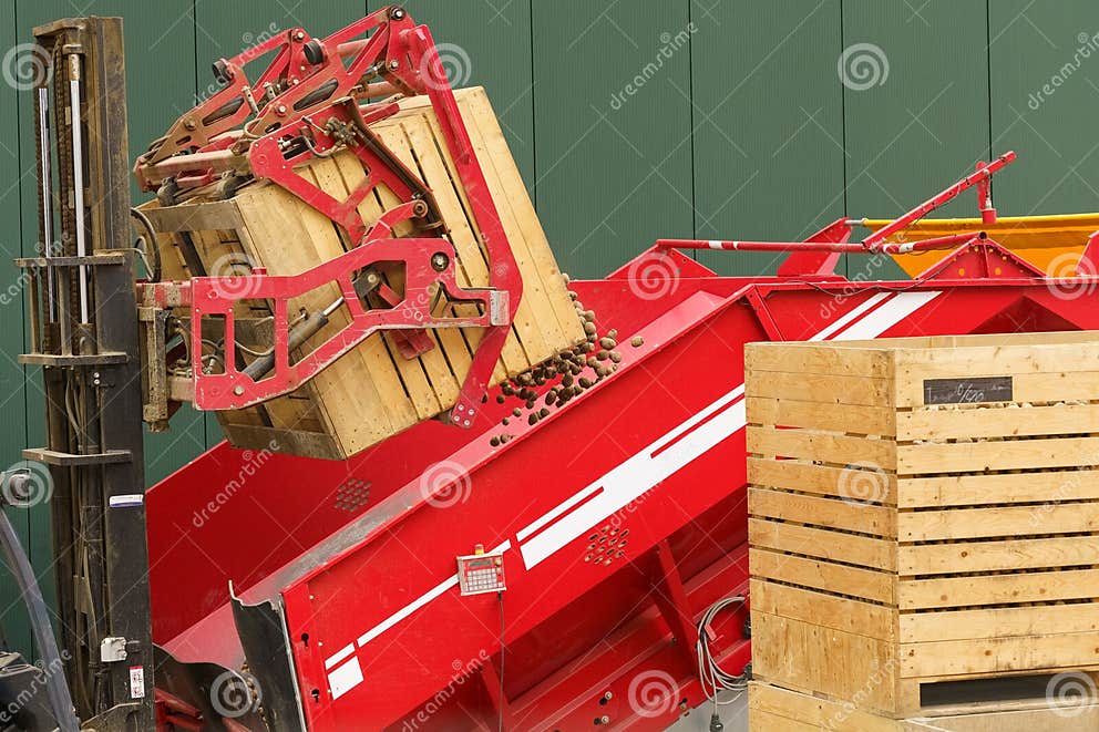 A Loader Unloads Potatoes into a Container for Subsequent Feeding Onto ...