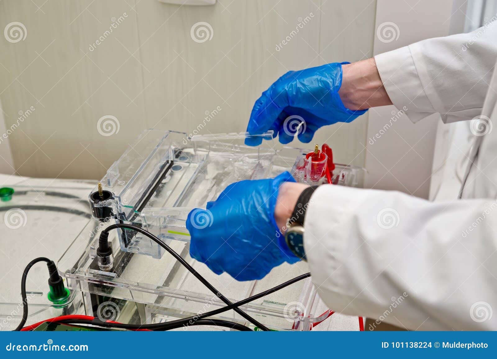 Loading the Agarose Gel with Samples for the Separation of DNA ...