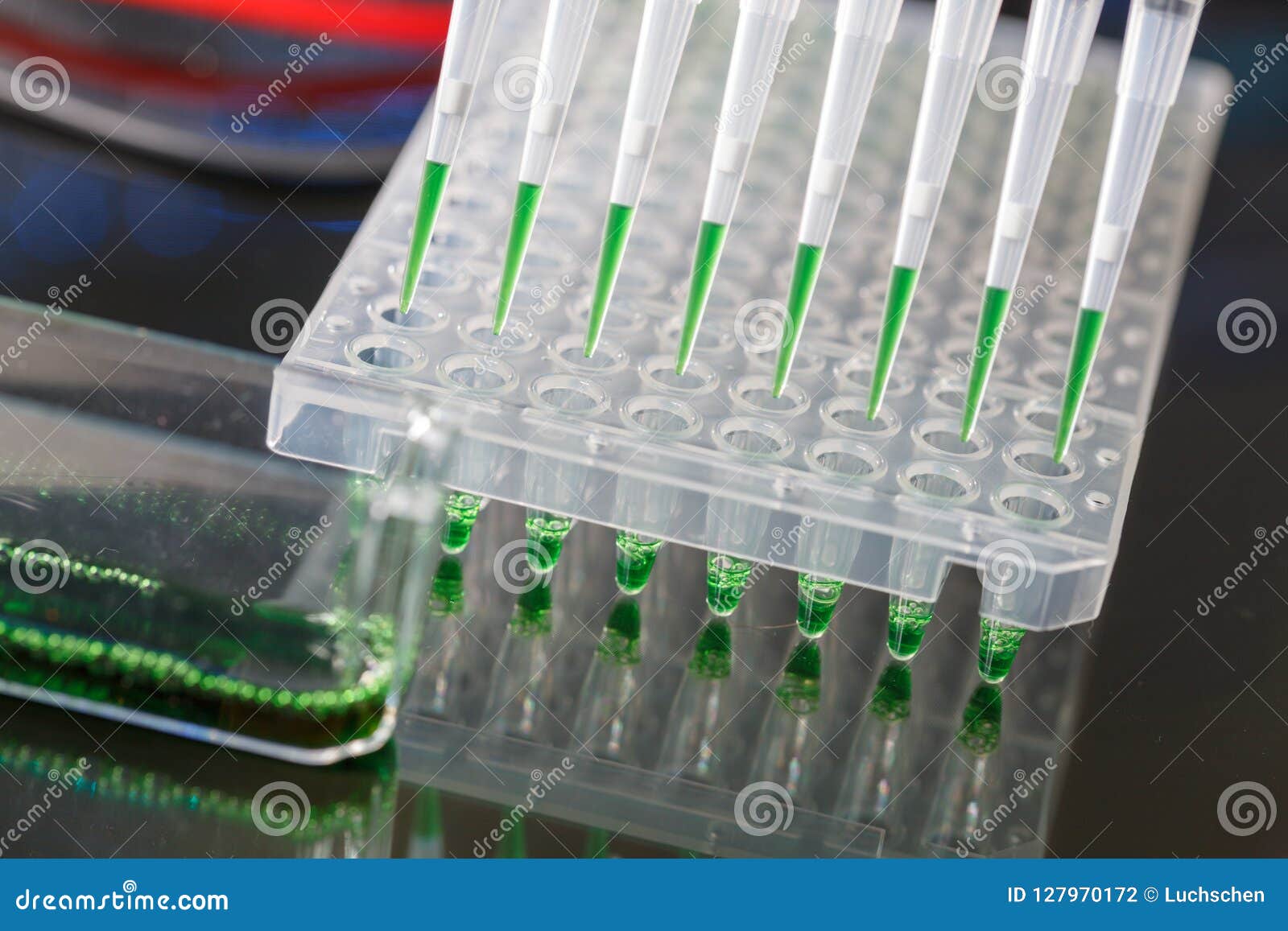 Loading Amplified DNA Samples To Agarose Gel with Multichannel P Stock ...