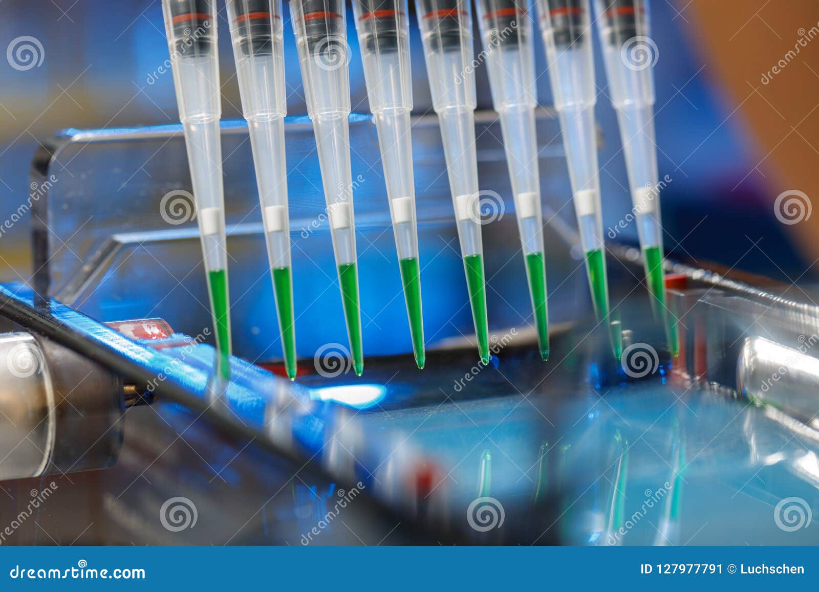Loading Amplified DNA Samples To Agarose Gel with Multichannel P Stock ...