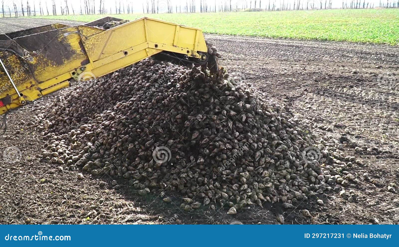 Loading Beet Harvest. Harvesting Beets in the Fields. Beet Harvesting ...