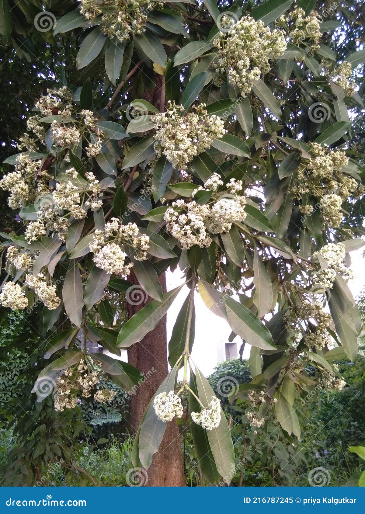 Loading with Bunches of Flowers Stock Image - Image of tree, spring ...
