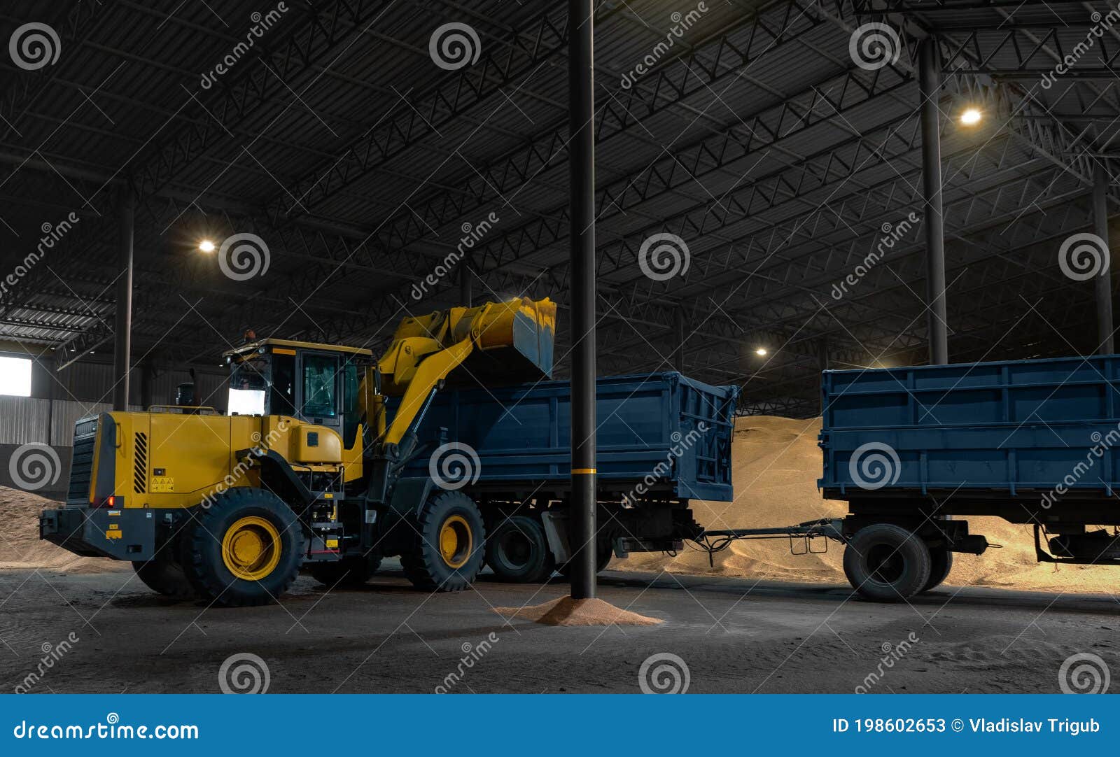 Loading a Cargo of Wheat into a Truck Using a Wheel Loader Stock Image ...