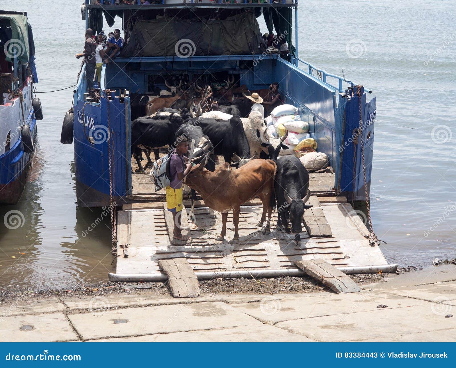 Loading Cattle Onto Ships in the Port of Nosy Be, Madagascar Editorial ...