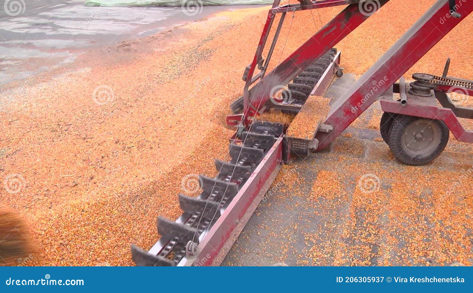 Loading Corn Grain at the Elevator Using the Unloader Stock Video ...