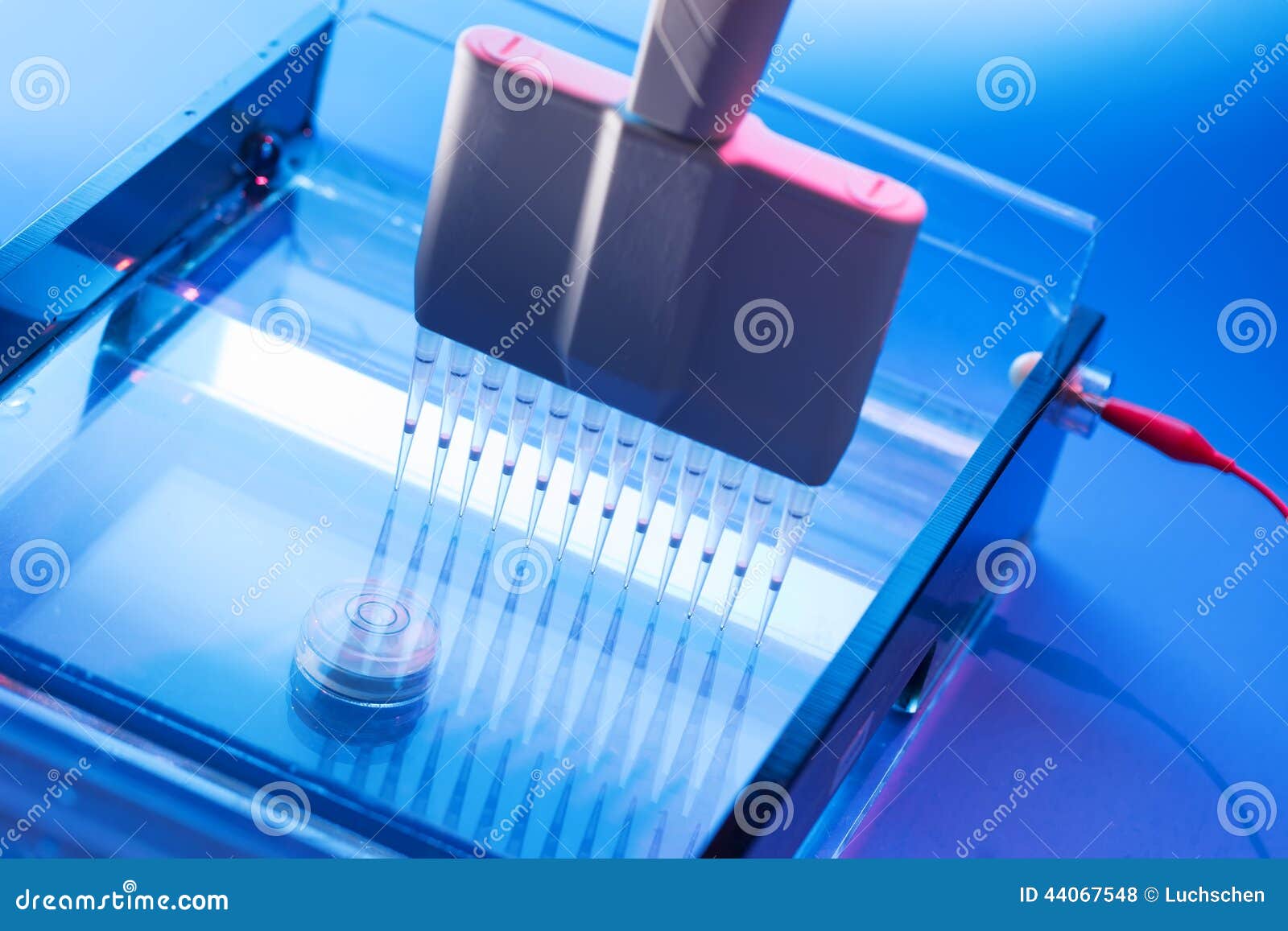 Loading DNA Samples Onto an Agarose Gel Electrophoresis Stock Photo ...