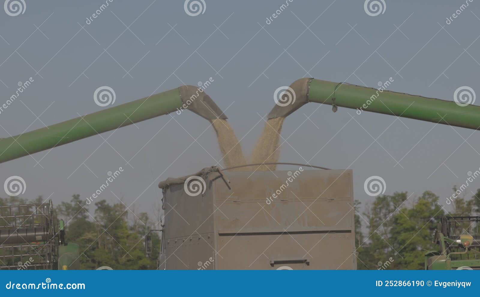 Loading of Grain by a Loader. Harvest Season, Work in the Field Stock ...