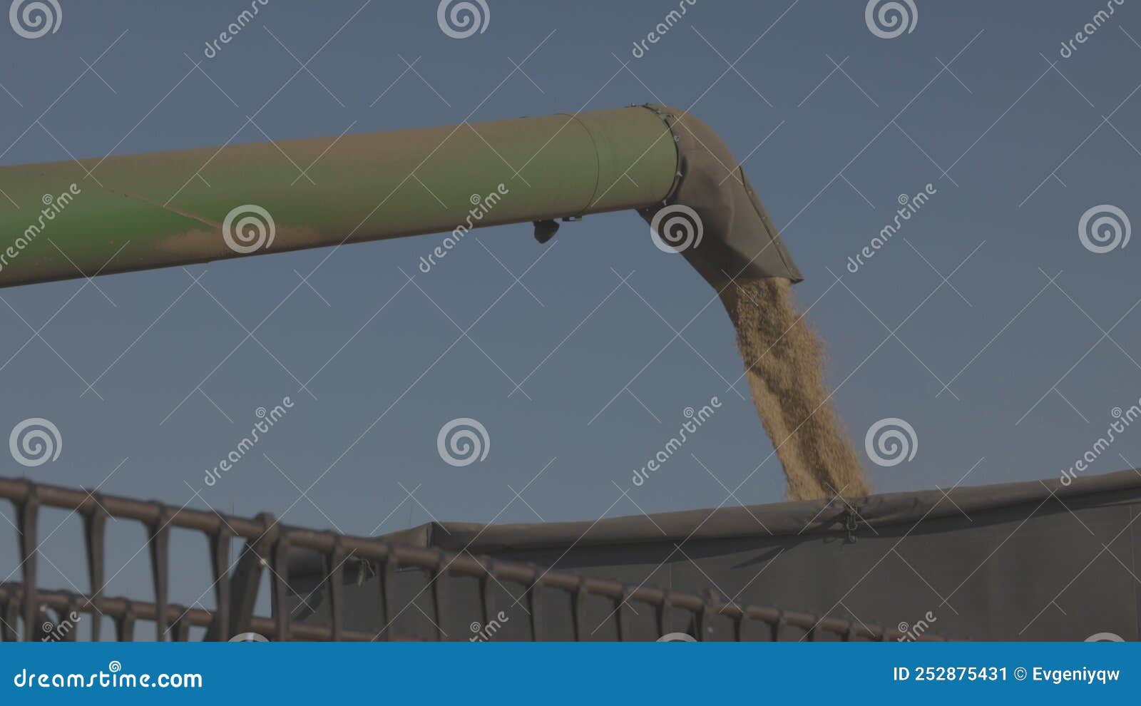 Loading of Grain by a Loader. Harvest Season, Work in the Field Stock ...