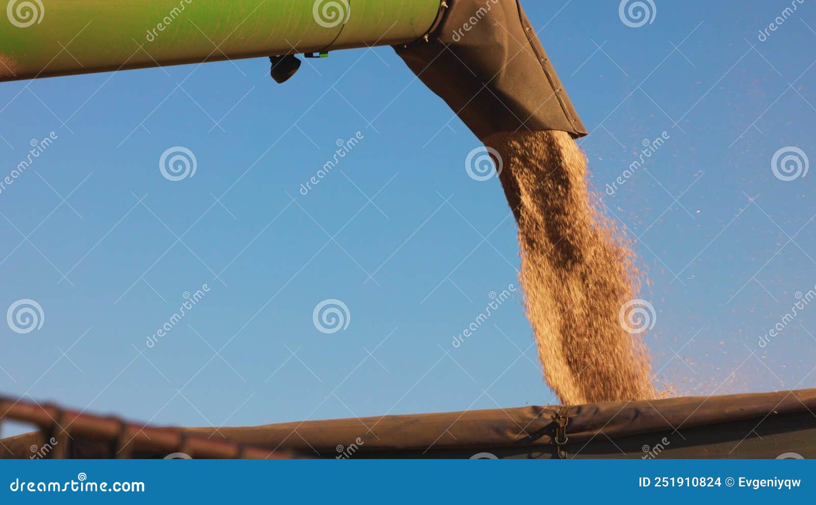 Loading of Grain by a Loader. Harvest Season, Work in the Field Stock ...