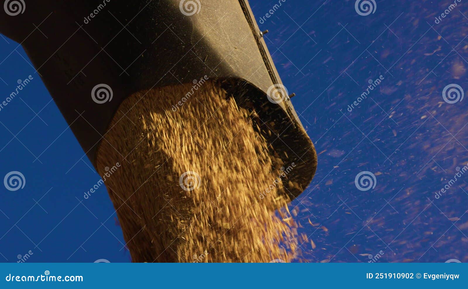 Loading of Grain by a Loader. Harvest Season, Work in the Field Stock ...