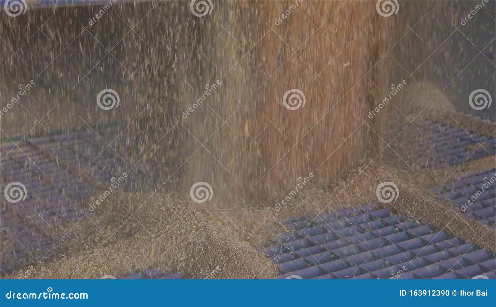Loading Grain into Storage Silos, a Beautiful Frame of Wheat Stock ...