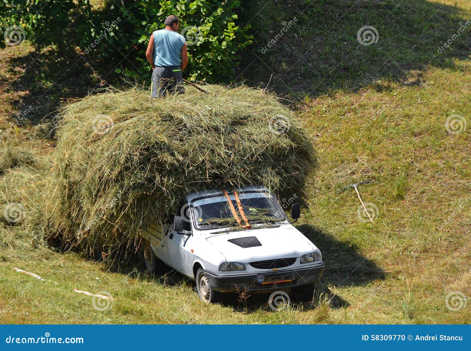 Loading hay in a car editorial image. Image of natural - 58309770