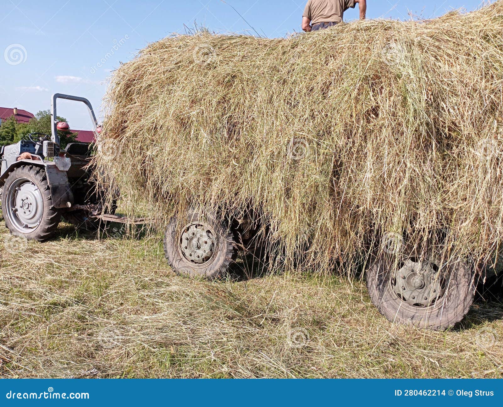 Loading Hay Onto a Tractor Trailer. Work on Harvesting Hay for ...