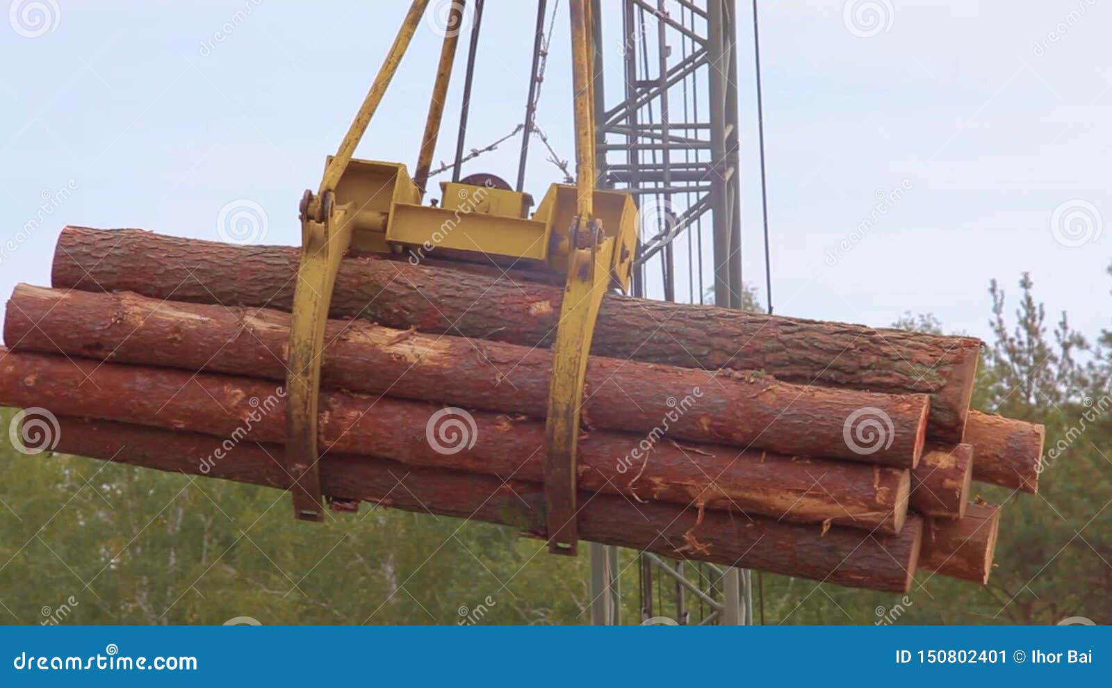Loading Logs on the Conveyor, Crane Loads Logs on the Conveyor Stock ...