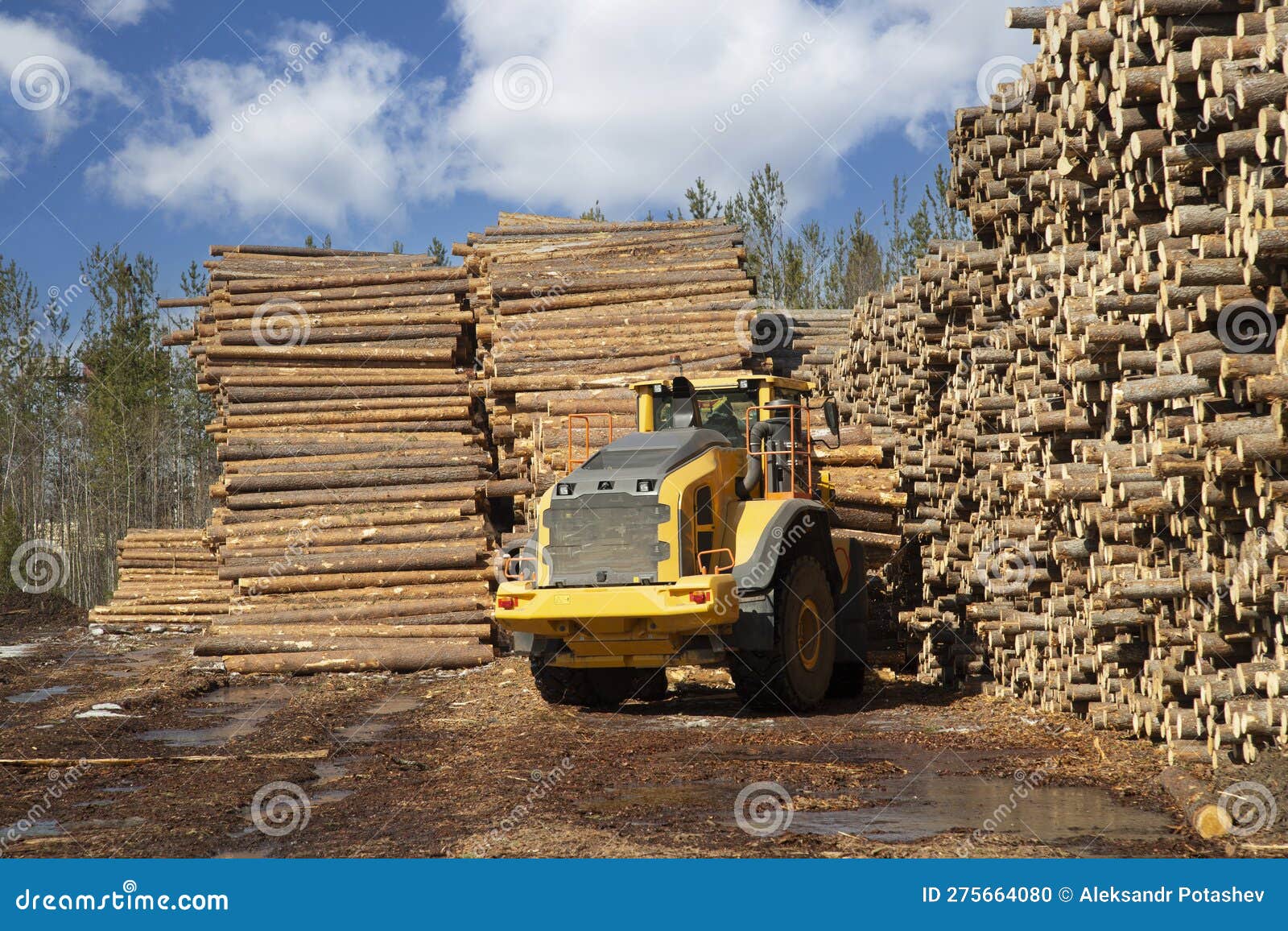 Loading Logs with a Special Loader.Timber Products Warehouse on a ...