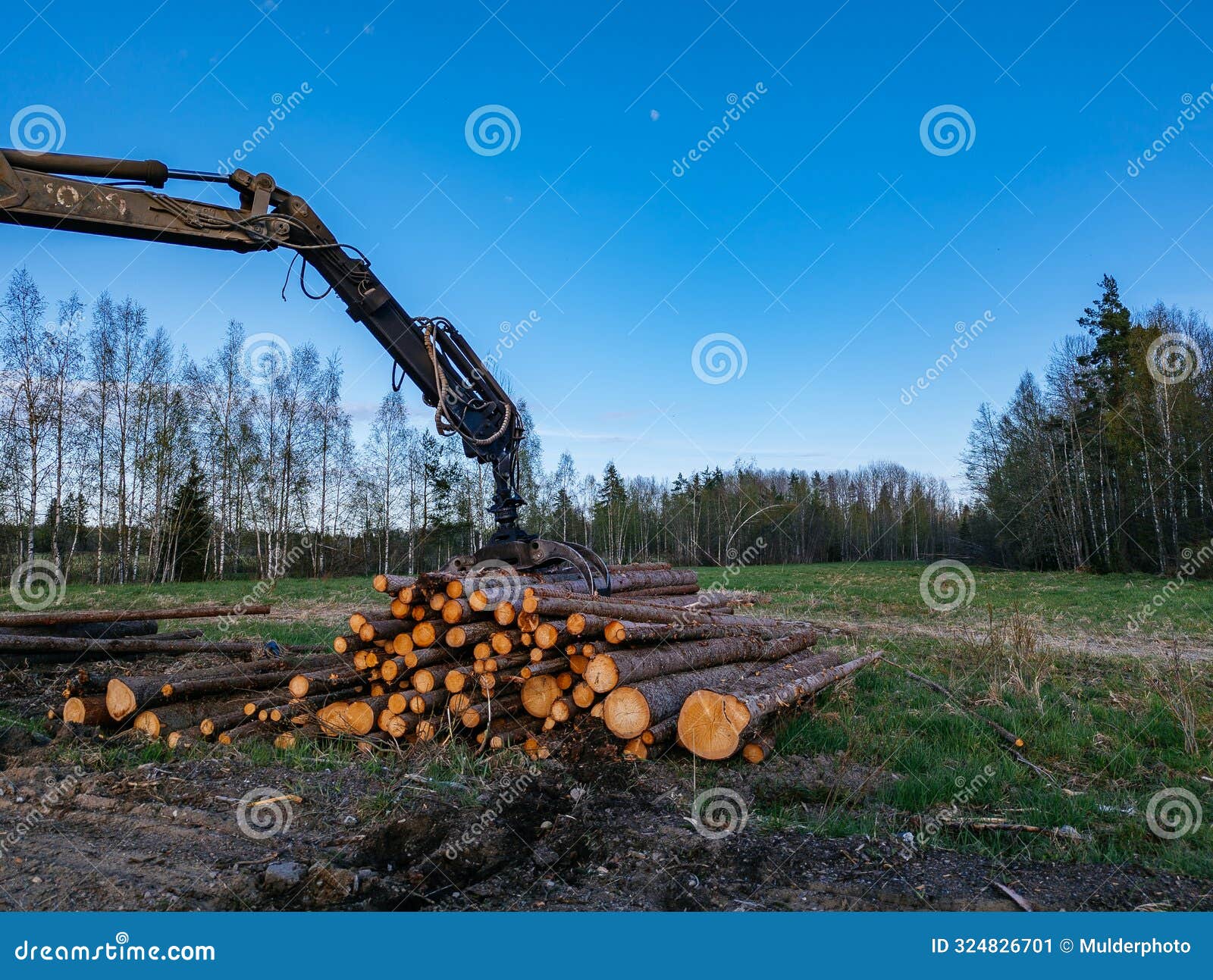 Loading Logs Using Hydraulic Machinery on Logging Truck Stock Image ...