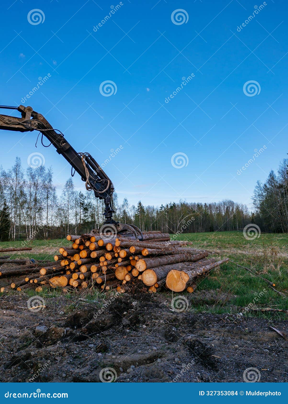Loading Logs Using Hydraulic Machinery on Logging Truck Stock Photo ...