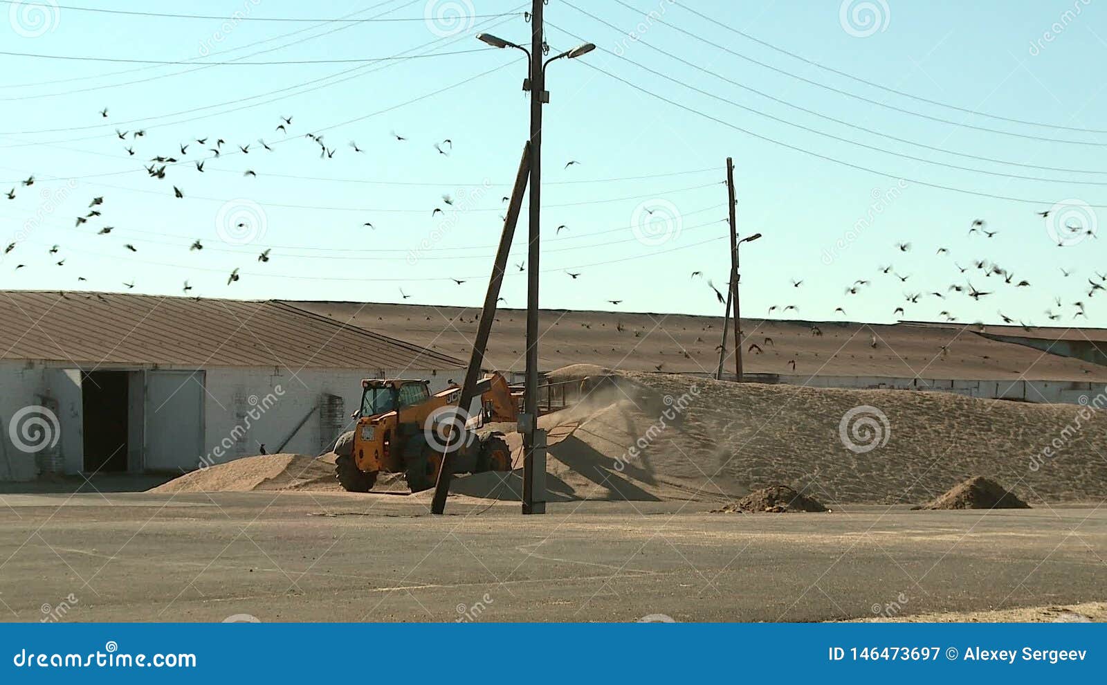 Loading grain into storage stock video. Video of harvesting - 146473697