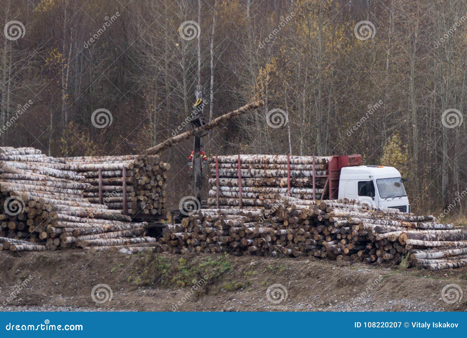 Loading of Timber on Railroad Cars. Loader in Work . Stock Image ...