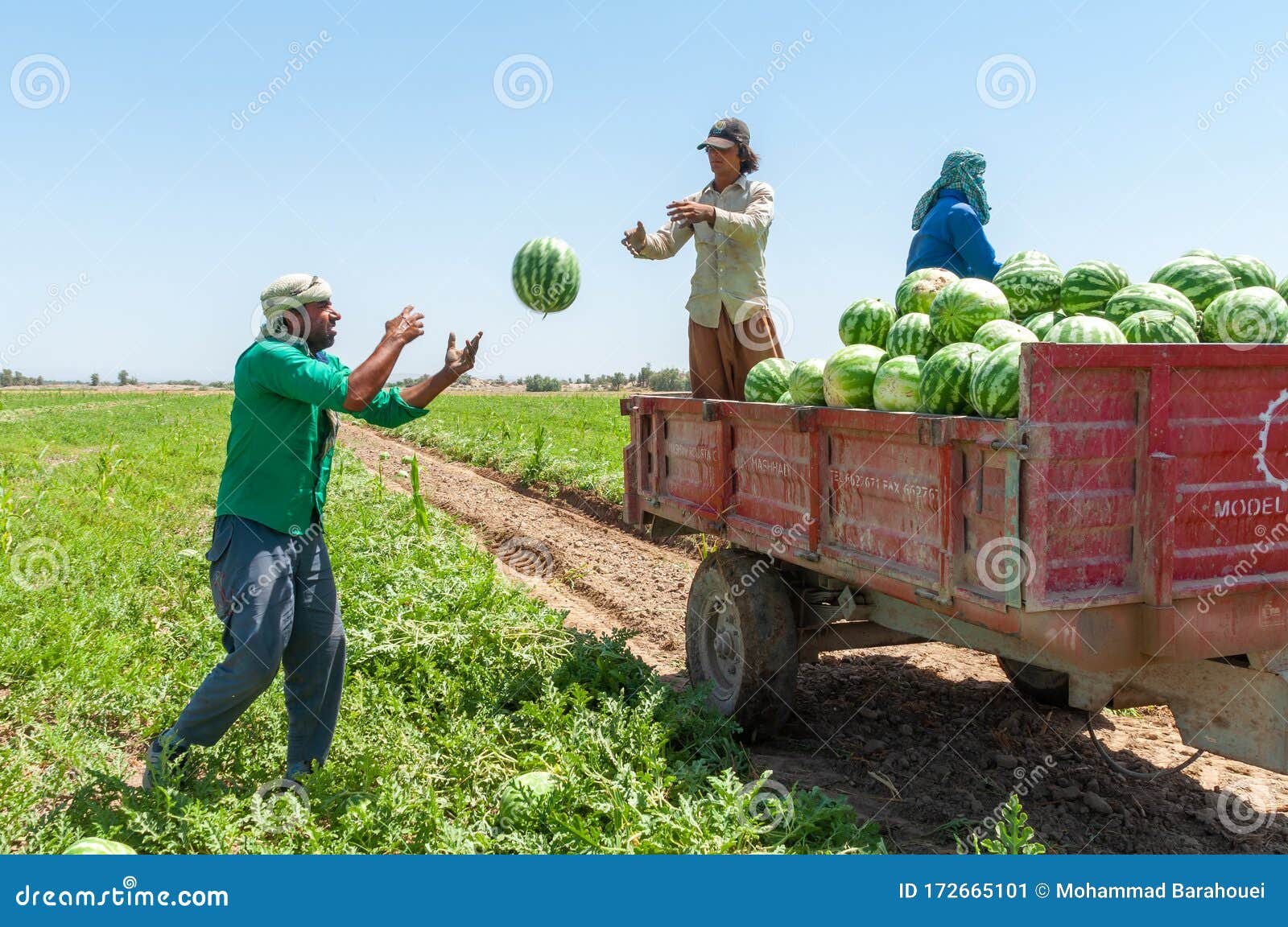 Loading Watermelons on the Tractor Editorial Photo - Image of ...