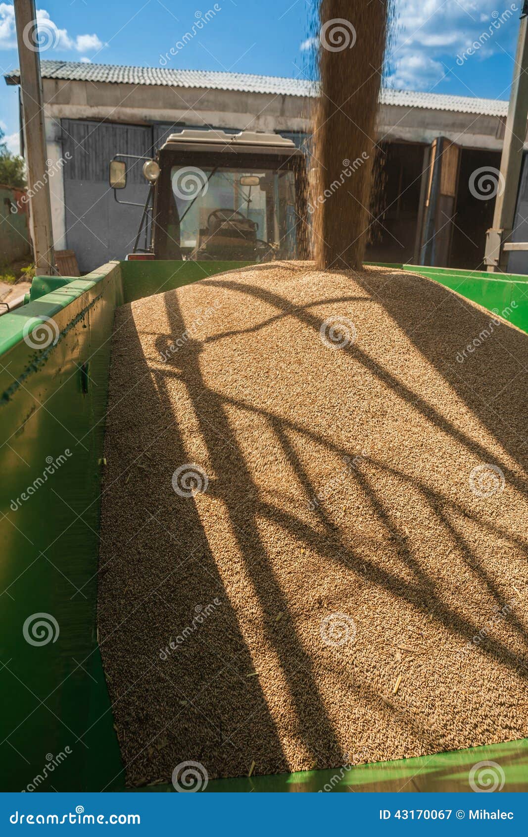 Loading of wheat corns stock image. Image of monoculture - 43170067