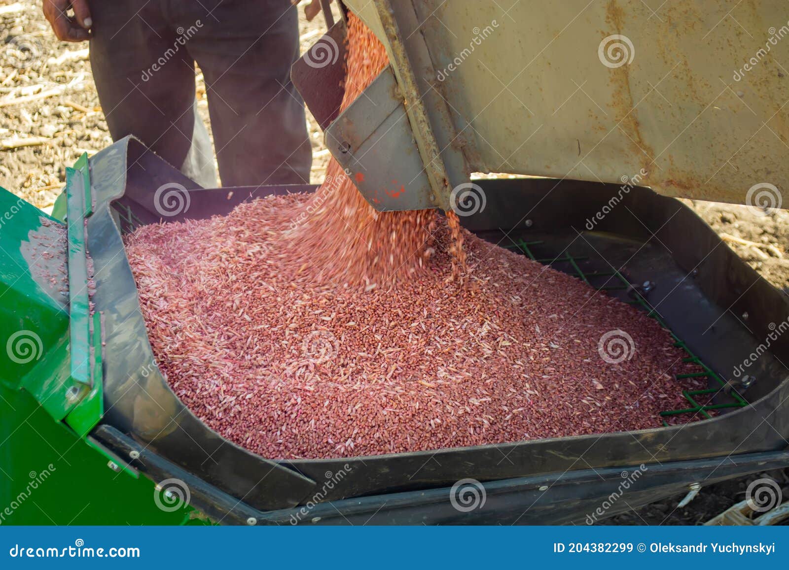 Loading Wheat Grain into the Sowing Unit Stock Image - Image of farming ...