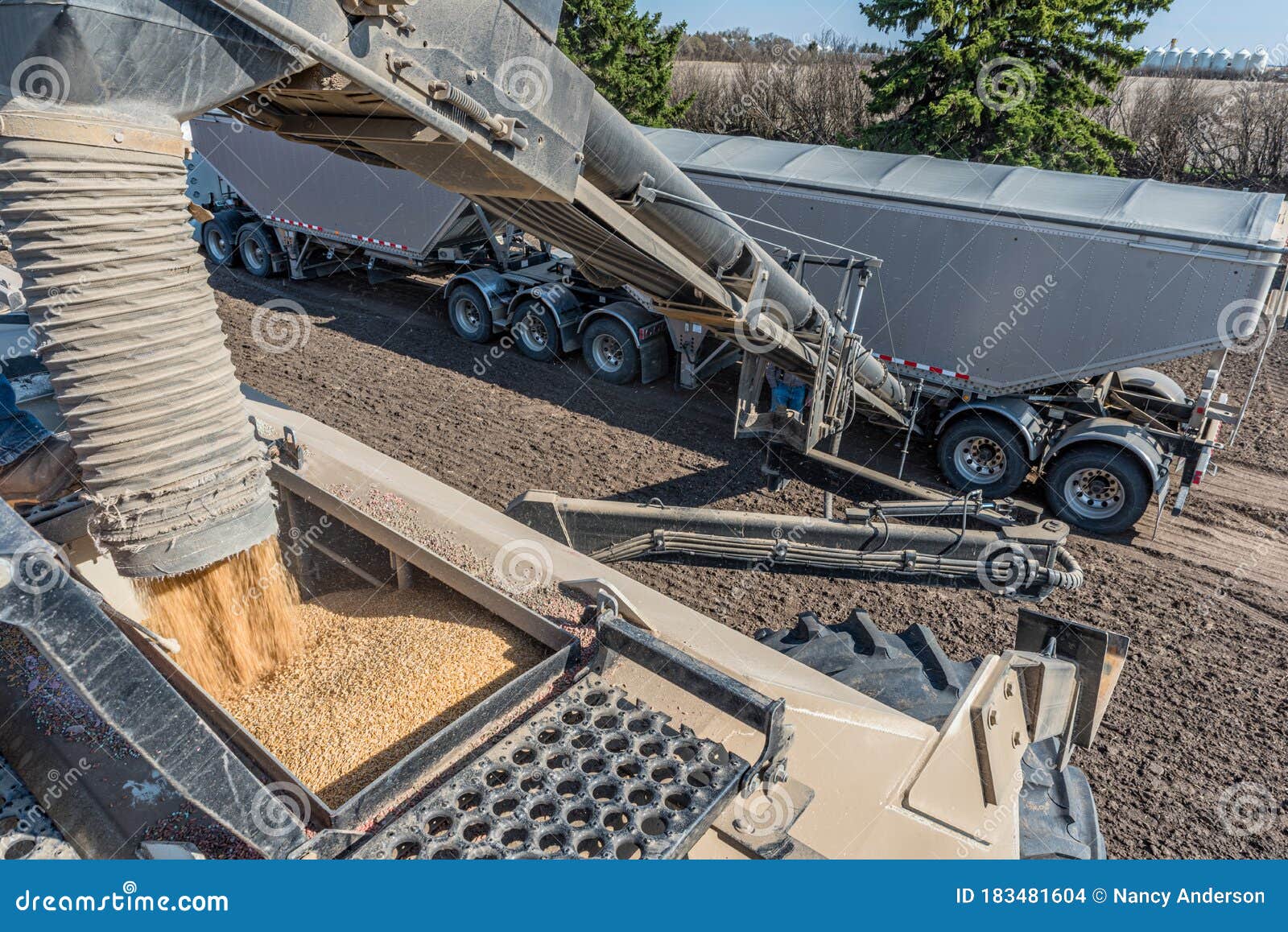 Loading Wheat Seed from the Semi into Air Drill for Seeding in ...