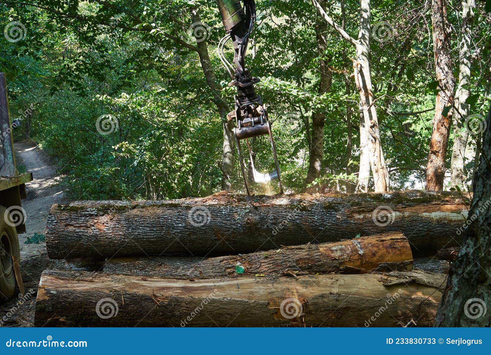 Loading of wood stock image. Image of handling, dumping - 233830733