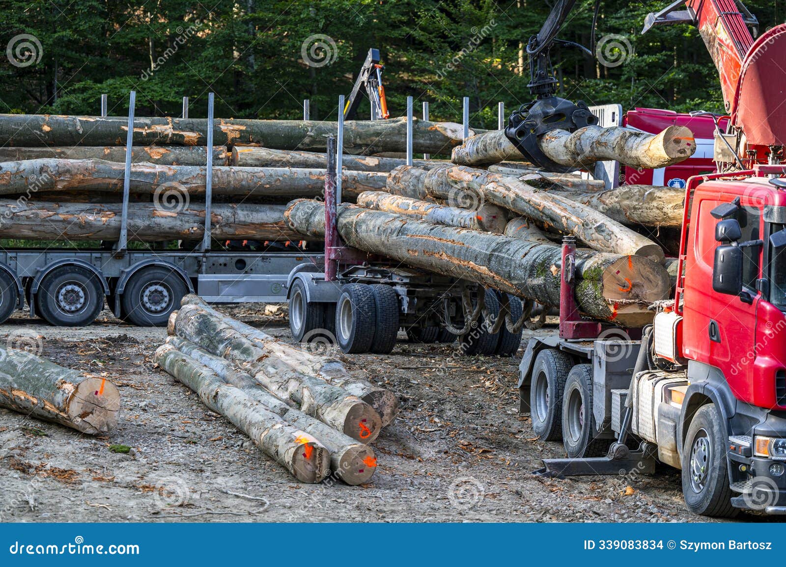 Loading Wood Onto a Truck in the Forest Stock Photo - Image of wood ...