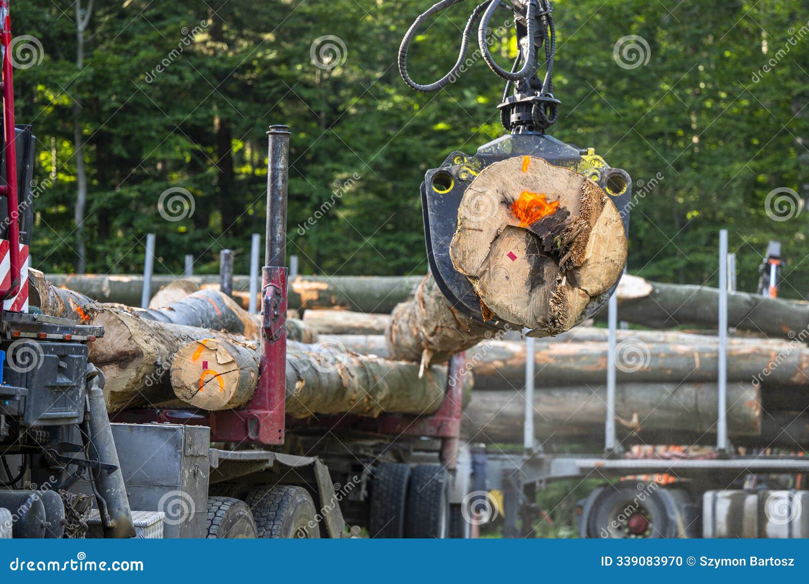 Loading Wood Onto a Truck in the Forest Stock Photo - Image of ...