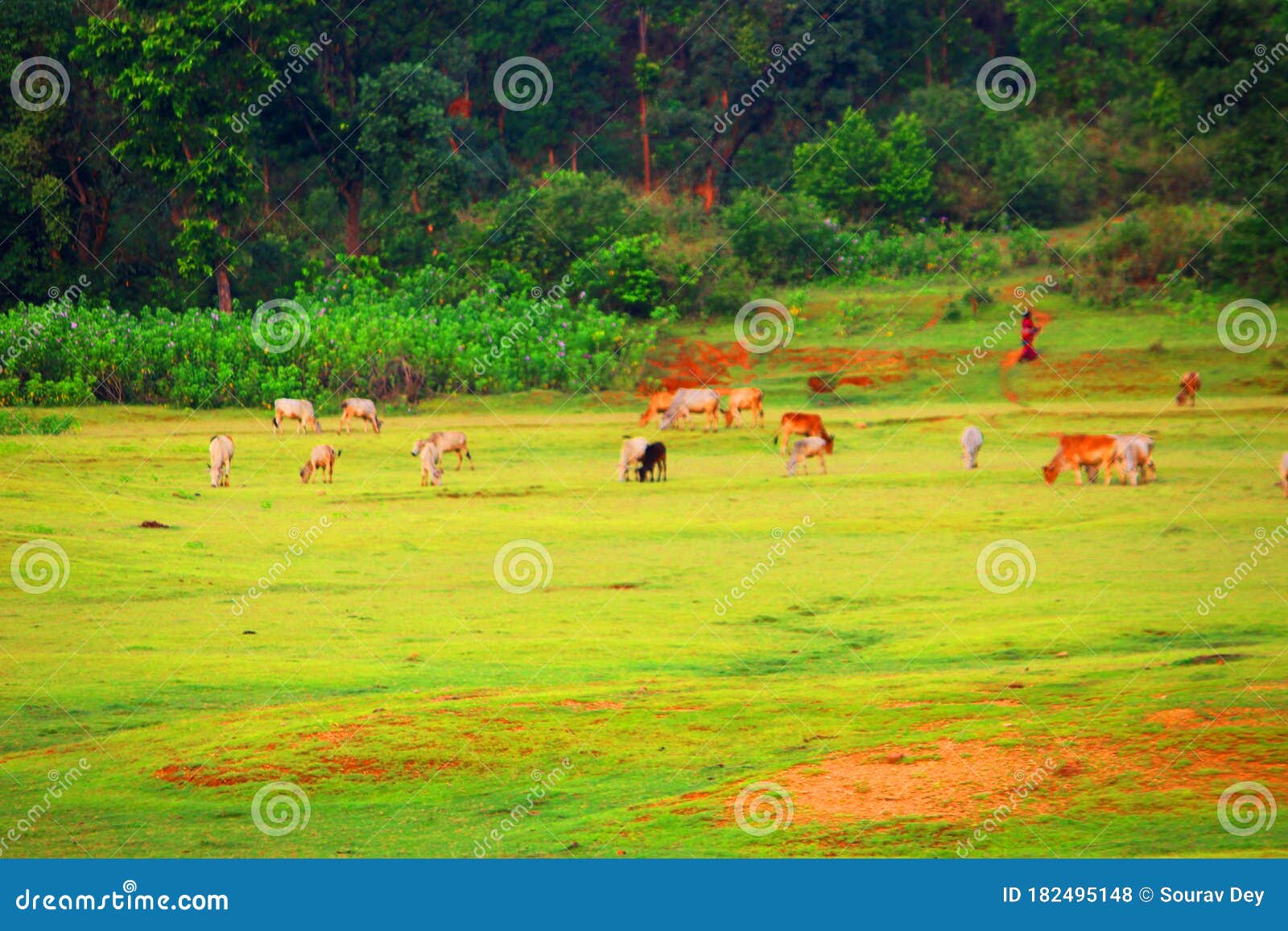 Loads of Cows Eating Grasses Stock Photo - Image of eating, graze ...