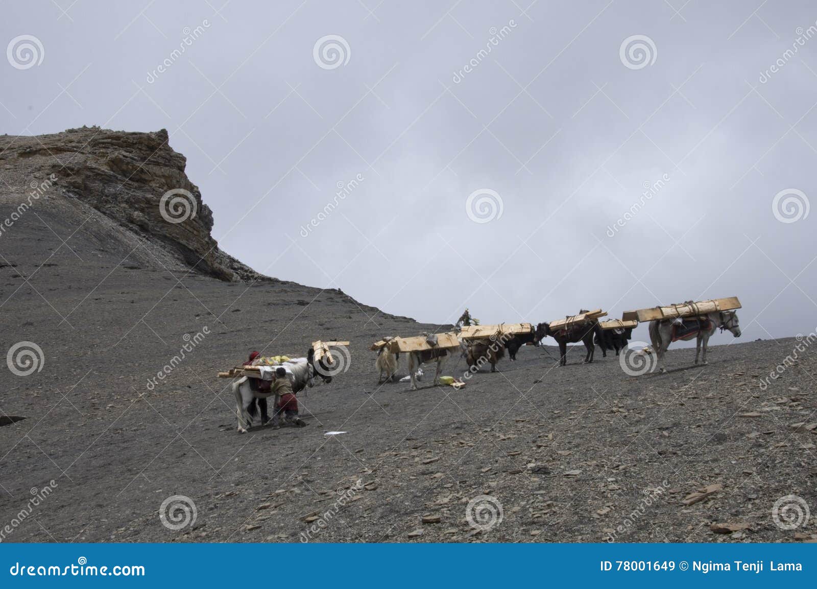 Loads for horses stock image. Image of carry, load, woods - 78001649